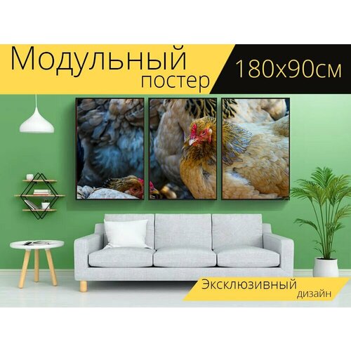 Модульный постер "Курица, галл, птицефабрике" 180 x 90 см. для интерьера
