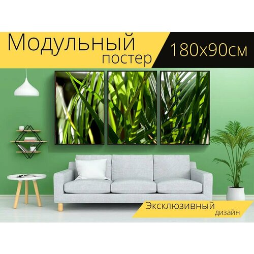 Модульный постер "Пальма, пальмовый лист, балконное растение" 180 x 90 см. для интерьера