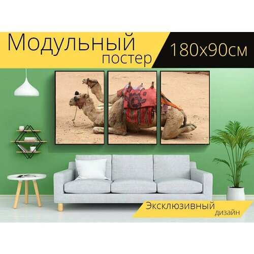 Модульный постер "Верблюд, верблюды, сидя на верблюдах" 180 x 90 см. для интерьера