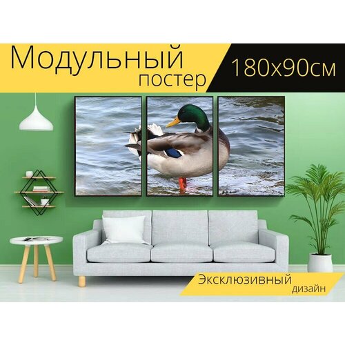 Модульный постер "Кряква, утка, селезень" 180 x 90 см. для интерьера