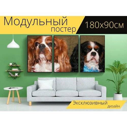 Модульный постер "Кавалер кинг чарльз спаниель, собаки, порода собак" 180 x 90 см. для интерьера