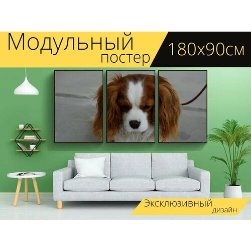 Модульный постер "Собака, кавалер кинг чарльз спаниель, веселая" 180 x 90 см. для интерьера