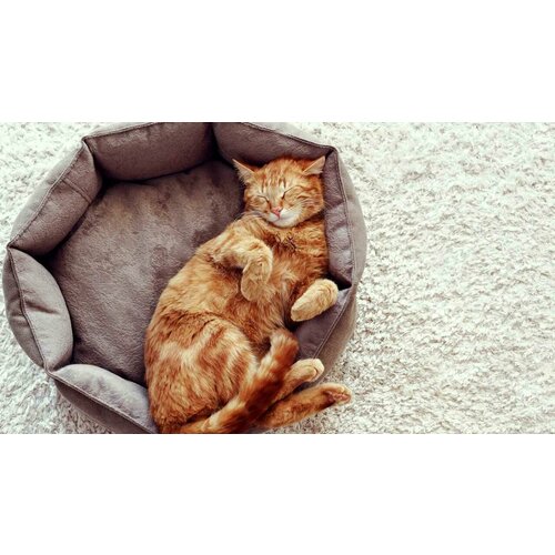 Картина на холсте 60x110 LinxOne "Рыжий кот спит в кровати" интерьерная для дома / на стену / на кухню / с подрамником