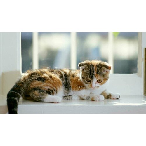 Картина на холсте 60x110 LinxOne "Котёнок окно полосатый" интерьерная для дома / на стену / на кухню / с подрамником