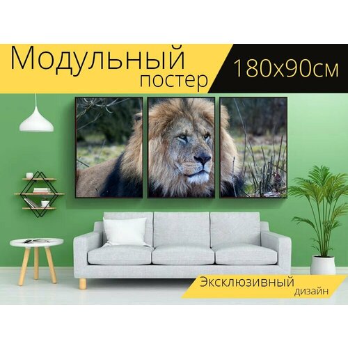 Модульный постер "Лев, зоопарк, самец лев" 180 x 90 см. для интерьера