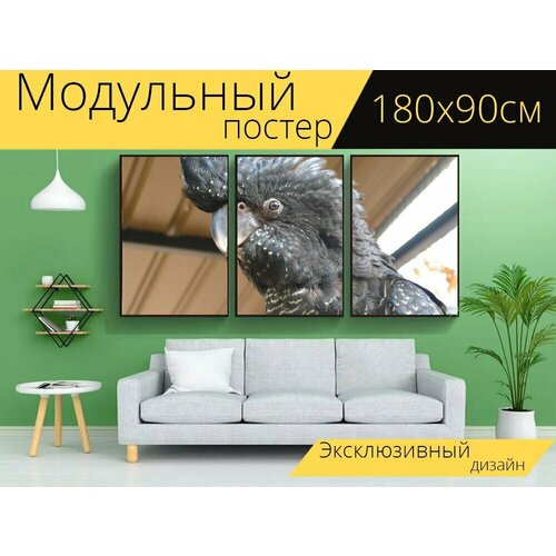 Модульный постер "Птица, какаду, зоопарк" 180 x 90 см. для интерьера