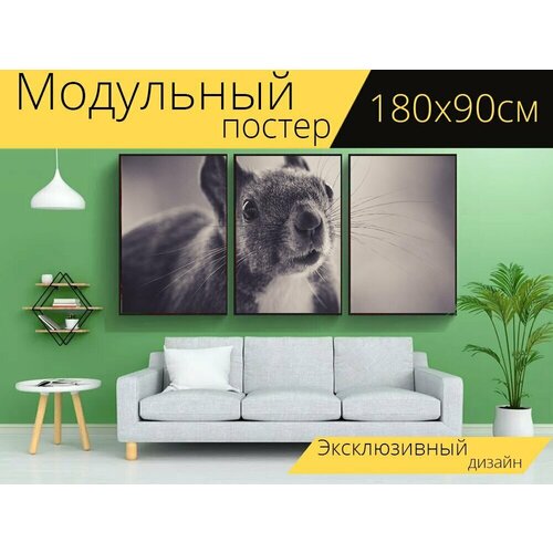 Модульный постер "Белка, грызун, животное" 180 x 90 см. для интерьера