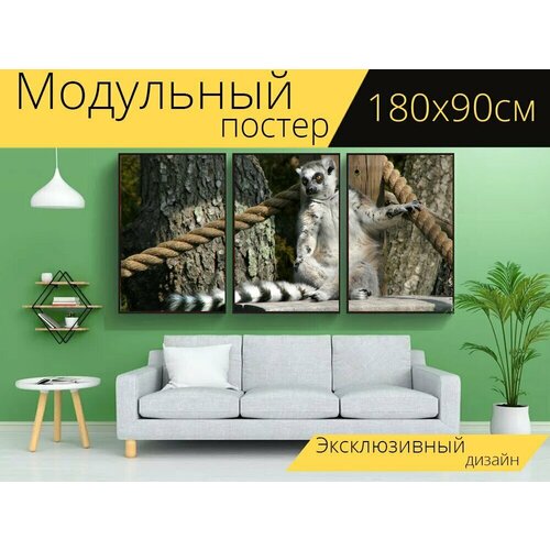 Модульный постер "Кошачие лемуры, лемур, мадагаскар" 180 x 90 см. для интерьера