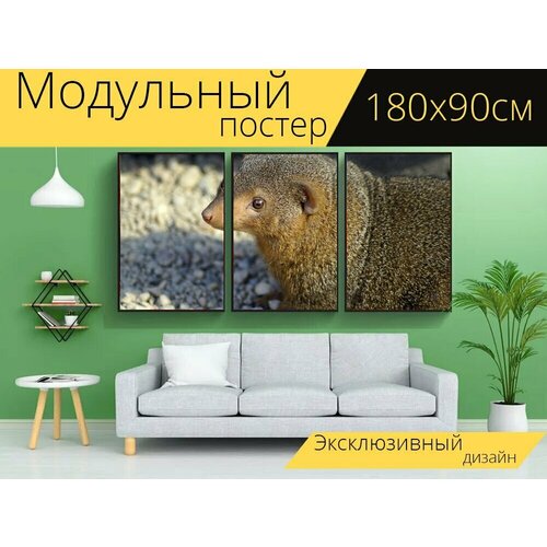 Модульный постер "Мангуста, карлик мангуст, зоопарк" 180 x 90 см. для интерьера