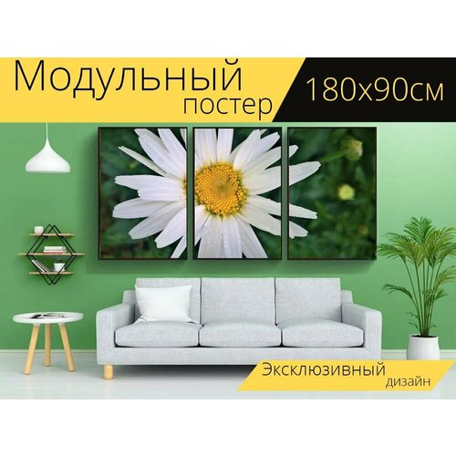 Модульный постер "Маргаритка, цветник, дождевая капля" 180 x 90 см. для интерьера