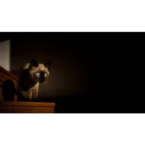 Картина на холсте 60x110 LinxOne "Комната сиамский кошка" интерьерная для дома / на стену / на кухню / с подрамником