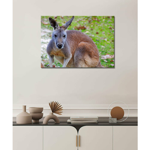 Картина - кенгуру, большой кенгуру, длинноухий кенгуру, кенгуру в природе (6) 50х70