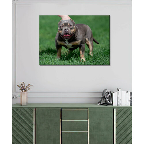 Картина - Американский булли, булли, порода собак булли, бульдог булли (2) 30х40