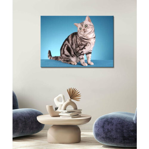 Картина - кошка, американская короткошёрстная кошка, домашняя кошка, ласковая кошка, кот (202) 60х80