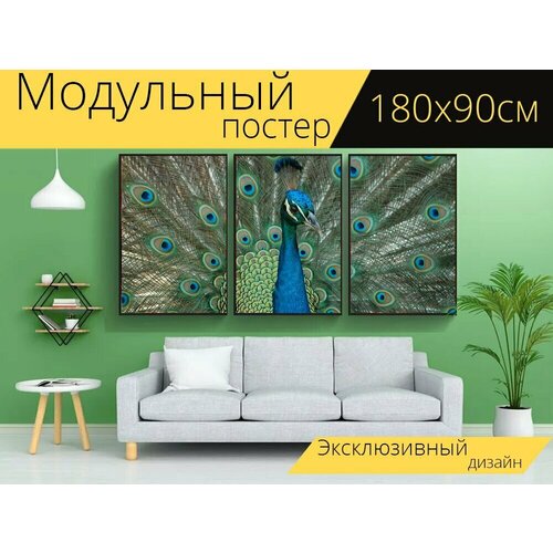Модульный постер "Павлин, птица, перья" 180 x 90 см. для интерьера