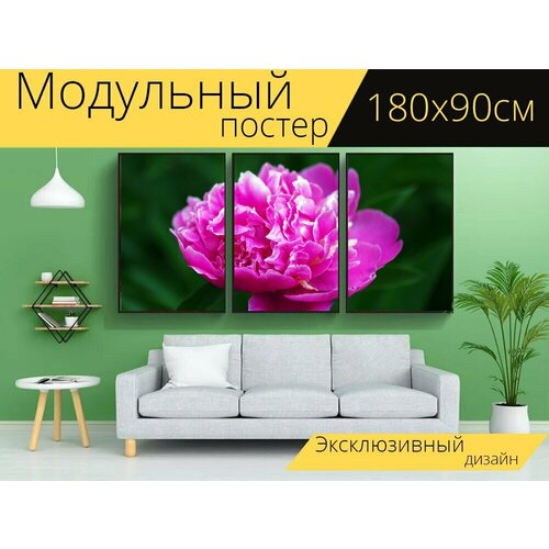 Модульный постер "Цветок, пион, розовый" 180 x 90 см. для интерьера