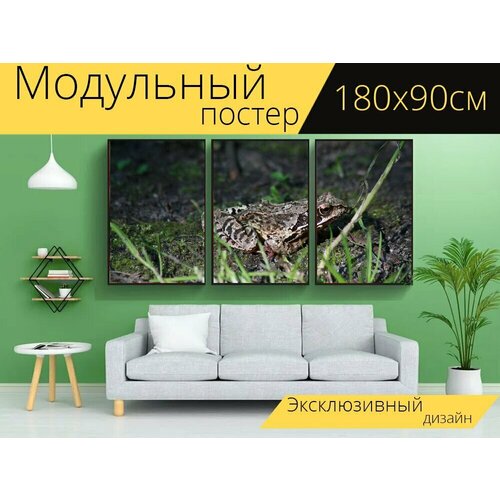 Модульный постер "Лягушка, жаба, серая жаба" 180 x 90 см. для интерьера