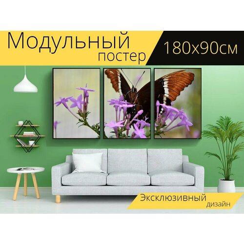 Модульный постер "Окрашенные леди, бабочка, тропические бабочки" 180 x 90 см. для интерьера