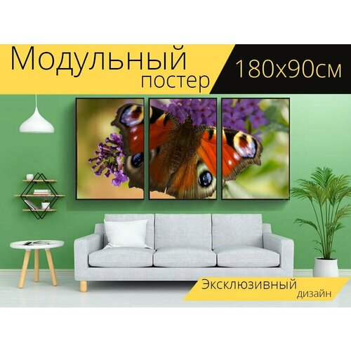 Модульный постер "Павлиний глаз, бабочка, эдельфальтер" 180 x 90 см. для интерьера