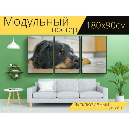 Модульный постер "Ховаварт, собака, чернить" 180 x 90 см. для интерьера