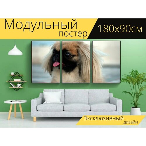 Модульный постер "Пекинес, женский щенок, маленький язычок" 180 x 90 см. для интерьера
