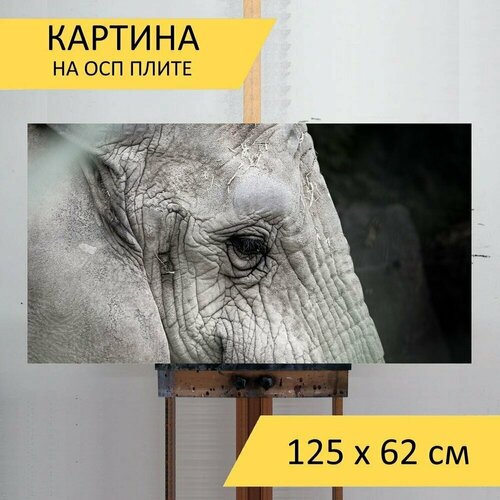 Картина на ОСП 125х62 см. "Слон, зоопарк, животное" горизонтальная, для интерьера, с креплениями