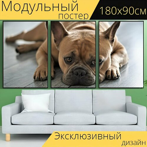 Модульный постер "Французский бульдог, собака, домашнее животное" 180 x 90 см. для интерьера