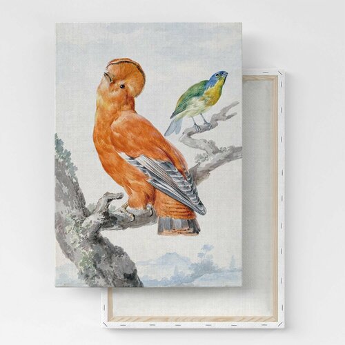 Картина на холсте, репродукция / Аерт Шоуман - Two Exotic Birds / Размер 40 x 53 см