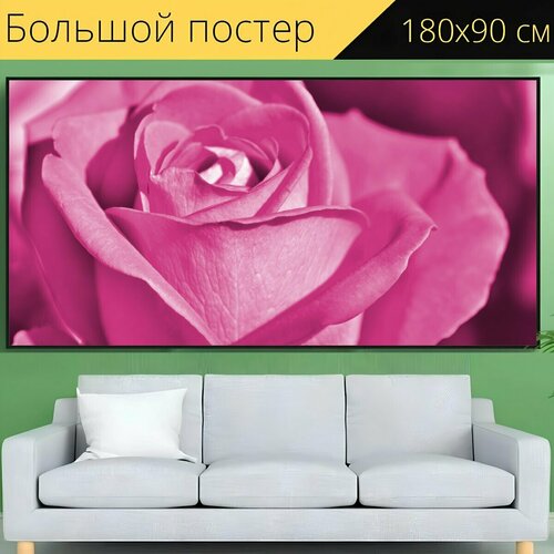 Большой постер "Роза, цветение розы, флорибунда" 180 x 90 см. для интерьера