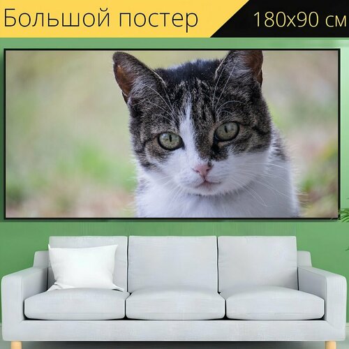 Большой постер "Кот, домашняя кошка, животное" 180 x 90 см. для интерьера