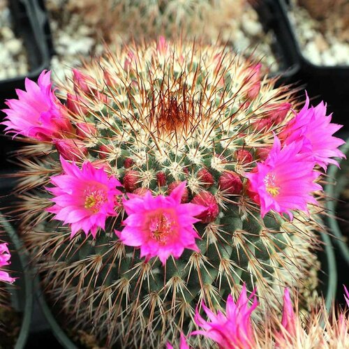 Кактус Мамиллярия (Cactus Mammillaria) D5см