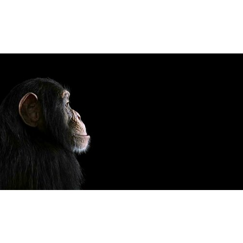 Картина на холсте 60x110 LinxOne "Шимпанзе chimpanzee обезьяна" интерьерная для дома / на стену / на кухню / с подрамником