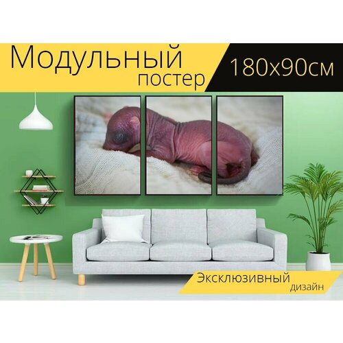 Модульный постер "Новорожденная белка, белка, белочка" 180 x 90 см. для интерьера