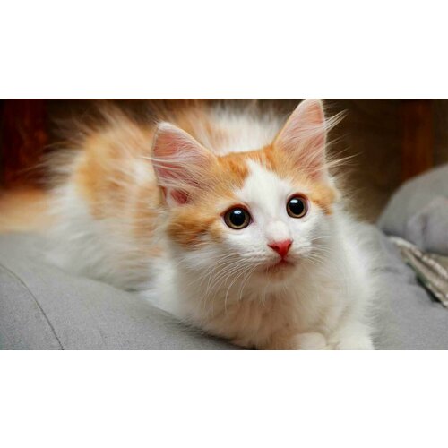 Картина на холсте 60x110 LinxOne "Кошка пятнистый пушистый котенок" интерьерная для дома / на стену / на кухню / с подрамником