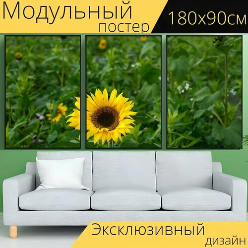Модульный постер "Подсолнухи, цветок, поле" 180 x 90 см. для интерьера
