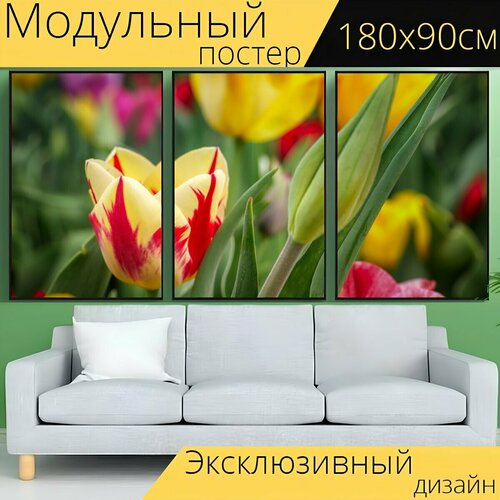 Модульный постер "Тюльпан, цветок, срезанный цветок" 180 x 90 см. для интерьера