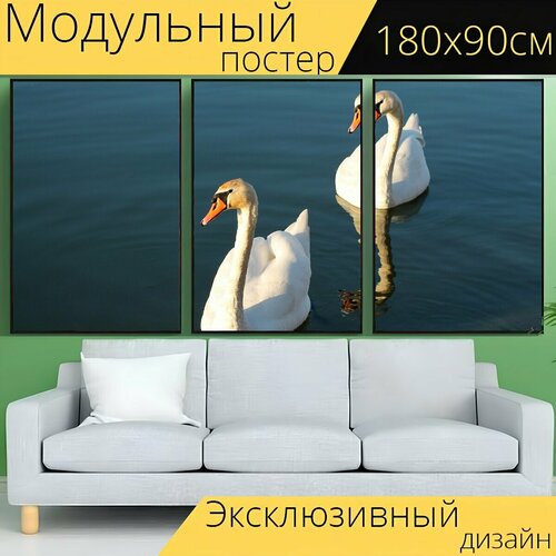 Модульный постер "Лебеди, белые лебеди, птицы" 180 x 90 см. для интерьера