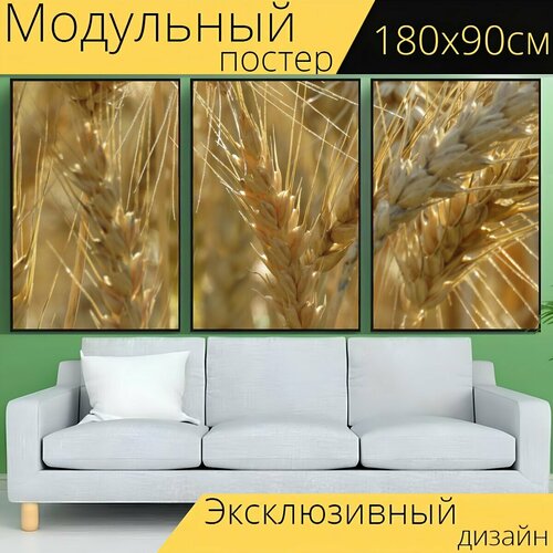 Модульный постер "Пшеница, порошок, хлеб" 180 x 90 см. для интерьера