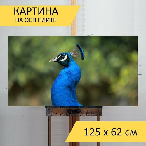 Картина на ОСП 125х62 см. "Птица, павлин, синий" горизонтальная, для интерьера, с креплениями