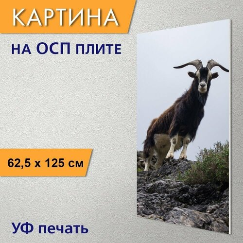 Вертикальная картина на ОСП "Коза, рога, астурия" 62x125 см. для интерьериа