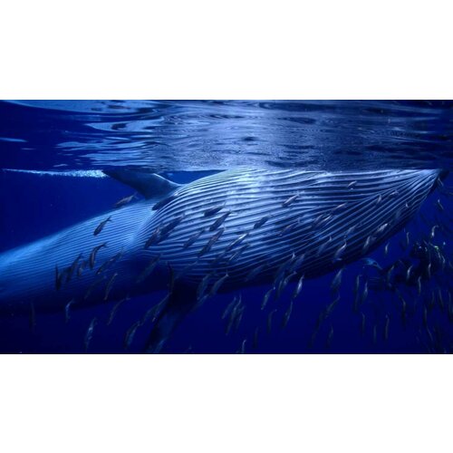 Картина на холсте 110x60 LinxOne "Кит подводный мир лучшие" интерьерная для дома / на стену / на кухню / с подрамником