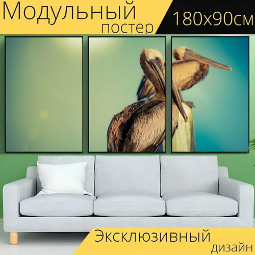 Модульный постер "Пеликаны, пеликан, водоплавающая птица" 180 x 90 см. для интерьера