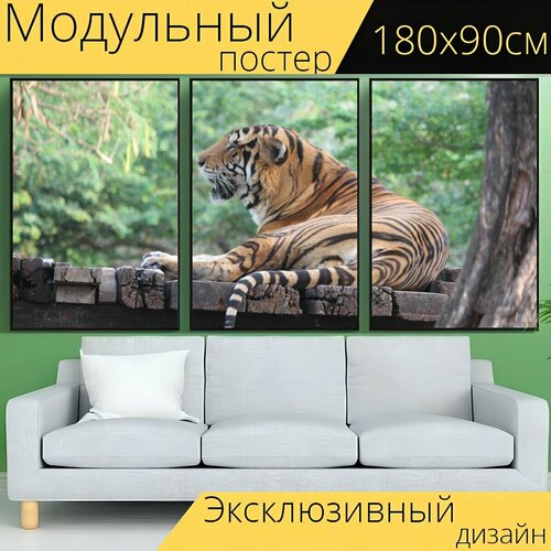 Модульный постер "Тигр, зоопарк, плотоядное животное" 180 x 90 см. для интерьера