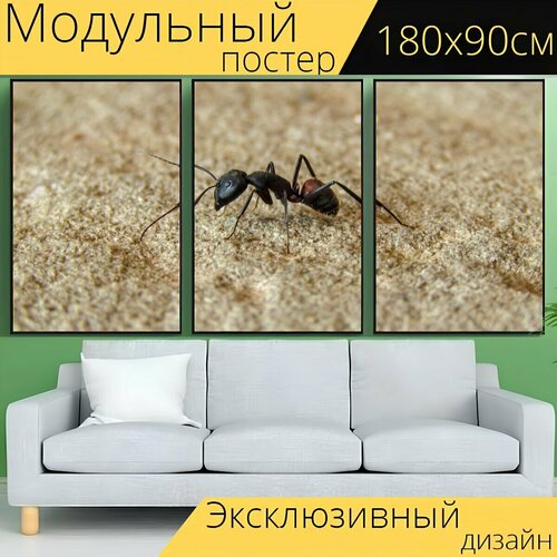 Модульный постер "Муравей, черный муравей, природа" 180 x 90 см. для интерьера