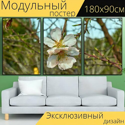 Модульный постер "Цветы миндаля, цветок, миндальное дерево" 180 x 90 см. для интерьера