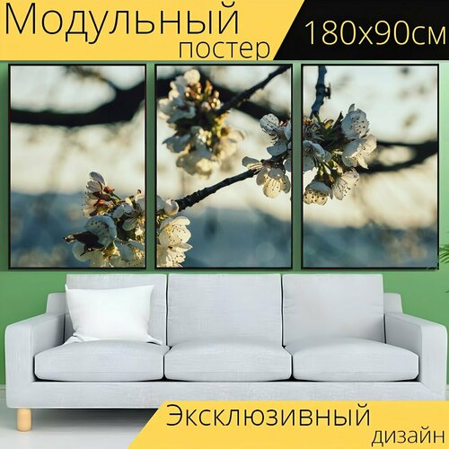 Модульный постер "Вишни в цвету, вишня, весна" 180 x 90 см. для интерьера