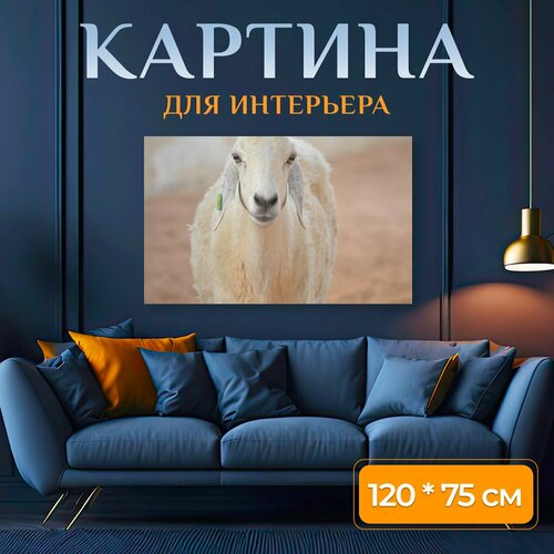 Картина на холсте "Харри, овец, животное" на подрамнике 120х75 см. для интерьера