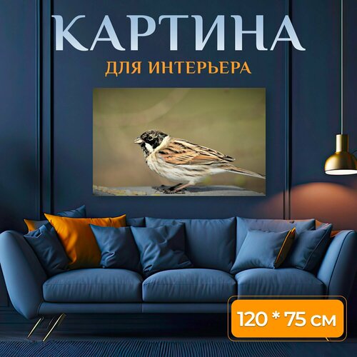 Картина на холсте "Птица, овсянка, рид бантинг" на подрамнике 120х75 см. для интерьера