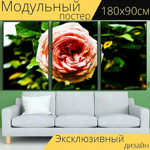 Модульный постер "Розовый, розы, цветы" 180 x 90 см. для интерьера