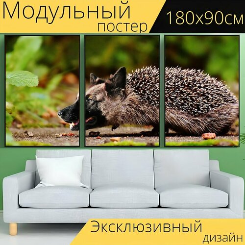 Модульный постер "Пасти, еж, собака" 180 x 90 см. для интерьера